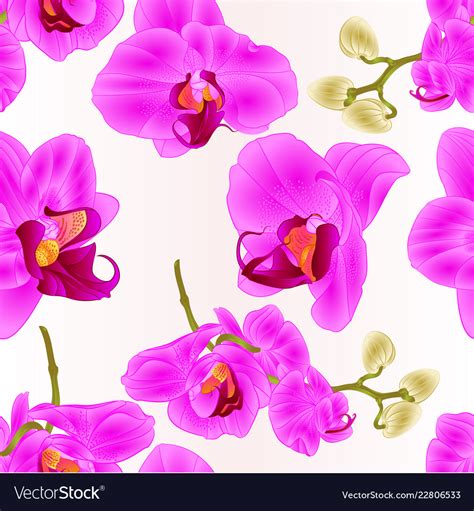 Seamless Texture Orchids Phalaenopsis Closeup Vector Image