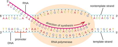 11 3 Rna Transcription Biology Libretexts