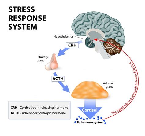 Hpa Axis Dysfunction
