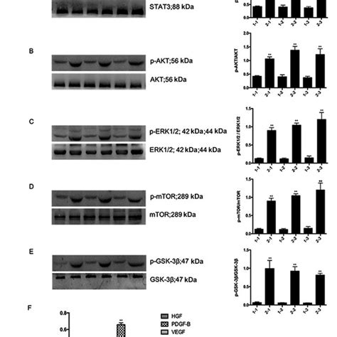 Pdgf D Functions Via Pdgfr Dependent And Independent Pathways A E
