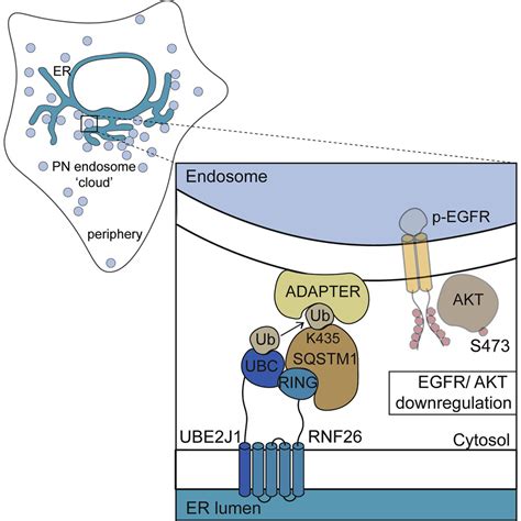 The Er Embedded Ube2j1 Rnf26 Ubiquitylation Complex Exerts