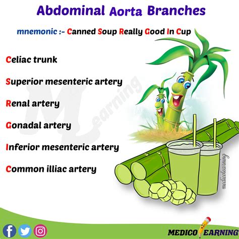 Abdominal Aorta Branches Mnemonic – Medicolearning