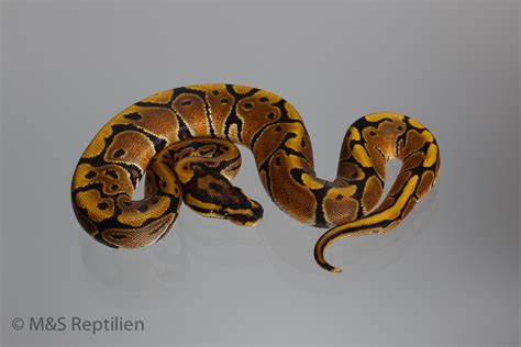 0 1 female creme vanilla königspython nz´mands´16 python regius just