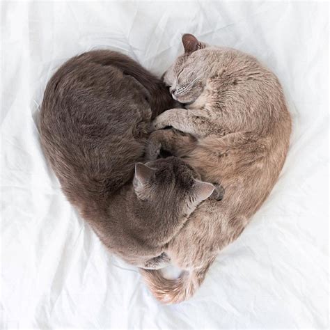 Heart Shaped Cuddling Cats R Aww