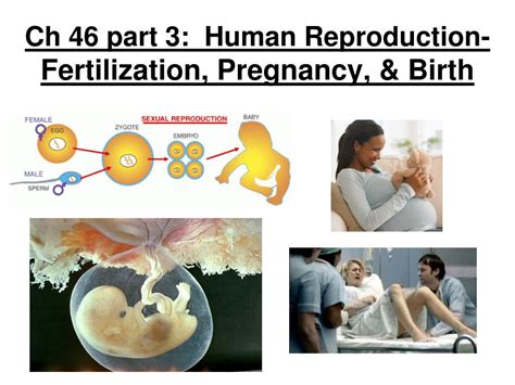 Ppt Ch 46 Part 3 Human Reproduction Fertilization Pregnancy