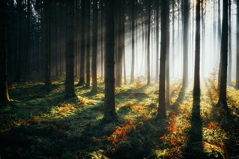 El Top 47 Fondos De Pantalla De Bosques Abzlocal Mx