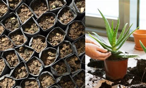 Cara Budidaya Lidah Buaya Di Polybag Bagi Pemula Simak Yuk Prayoga Id