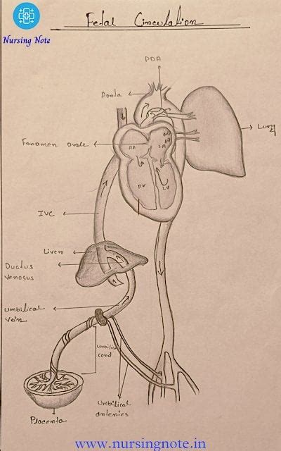 Fetal Circulation Definition Umbilical Cord And Fetal Circulation Flow Chart R Nursingnote In