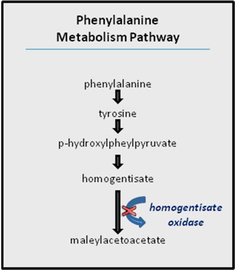 Phenylalanine Metabolism Pathway Learn Science At Scitable