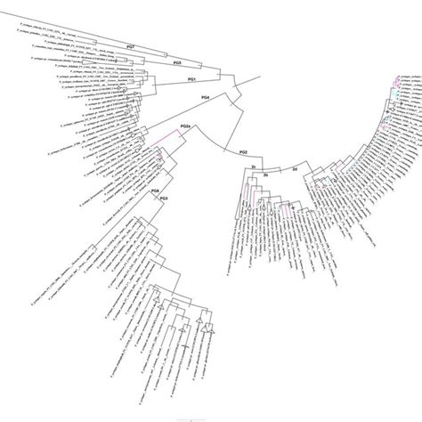 Phylogenetic Relationships Among 232 Strains Of The Pseudomonas