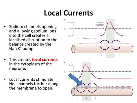 Ppt Transmission Of Action Potentials Powerpoint Presentation Free