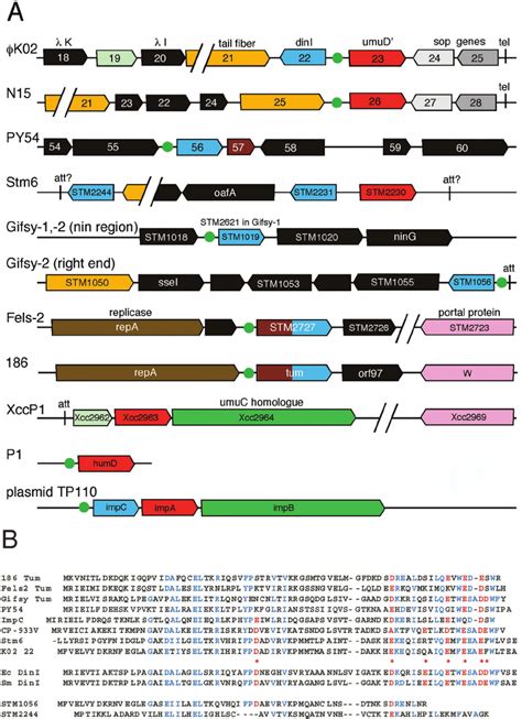 Phage Borne Sos Genes And Proteins A Phage Prophage And