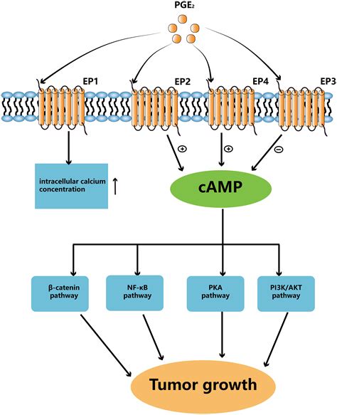Frontiers Cyclooxygenase 2 Prostaglandin E2 Pathway A Key Player In