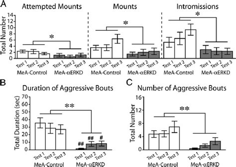 Effects Of Prepubertal Erα Knockdown In The Mea On Male Sexual And