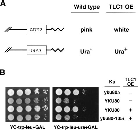 Ku Interacts With Telomerase Rna To Promote Telomere Addition At Native
