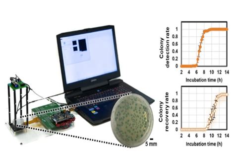 Deep Learning Accelerates The Detection Of Live Bacteria Using Thin