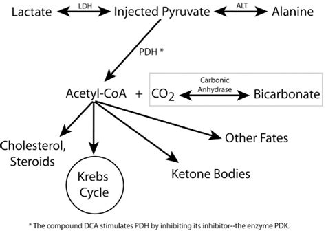 Figure 1 From Use Of Hyperpolarized [1 13c]pyruvate And [2 13c]pyruvate