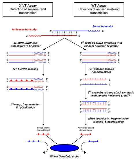 large scale analysis of antisense transcription in wheat using the