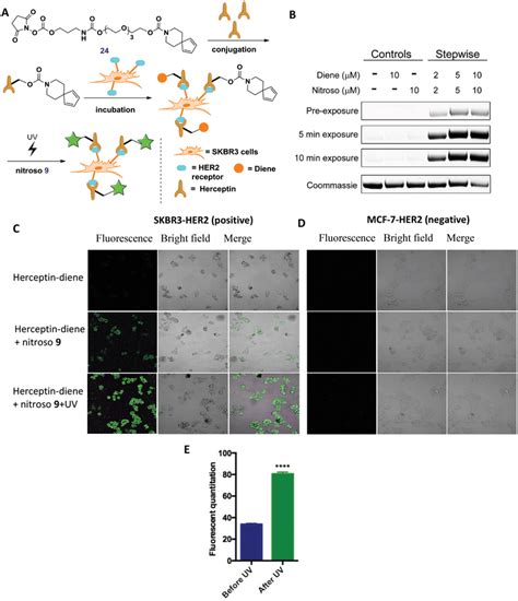 Fluorogenic Labeling Of Her2‐expressing Cells A Schematic