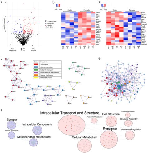 Ijms Free Full Text Respirasome Proteins Are Regulated By Sex
