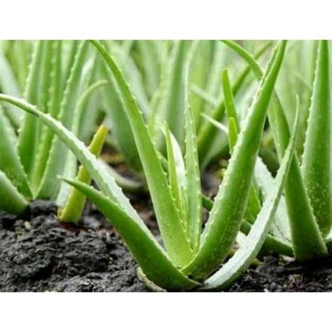 Jual Tanaman Herbal Lidah Buaya Pohon Lidah Buaya Shopee Indonesia
