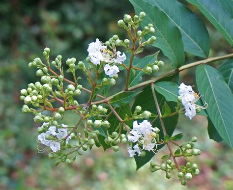 Gambar Pohon Alam Cabang Mekar Menanam Putih Buah Berry Bunga