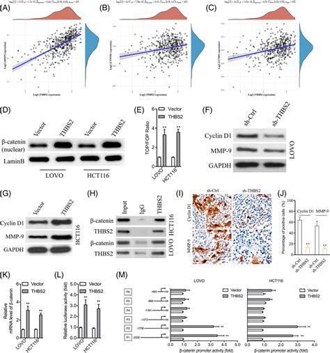 Thrombospondin 2 Thbs2 Promotes β‐catenin Nuclear Translocation