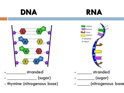 18 Dna Structure And Replication S It Contains The Genetic
