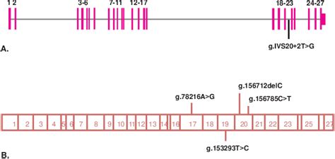 Distribution Of The Five Rb1 Variations Identified A Structure Of Rb1