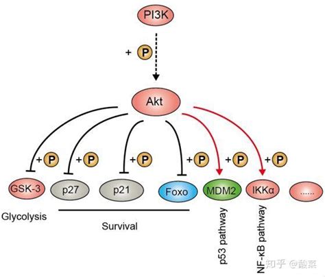 经典信号通路总结——pi3k Akt Mtor信号通路 知乎