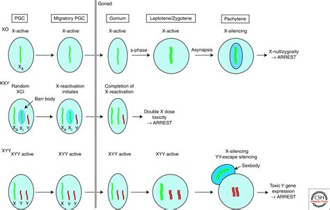Function Of The Sex Chromosomes In Mammalian Fertility