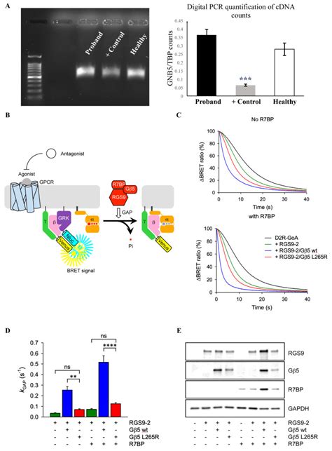 Extended Phenotyping And Functional Validation Facilitate Diagnosis Of