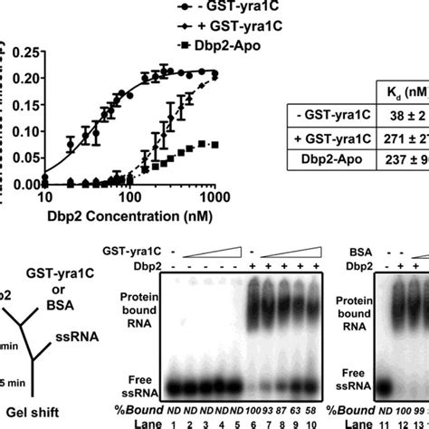 Yra1 Reduces The Rna Binding Affinity Of Dbp2 In Vitro Download