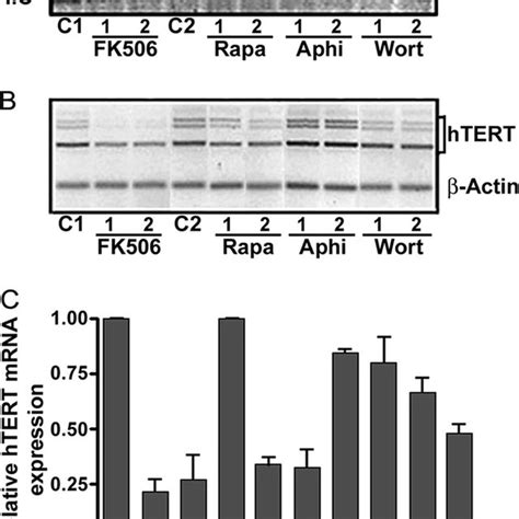 Telomerase Activity And Htert Mrna Expression In Pbl Simultaneously