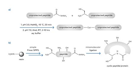 Synthesis Of Cyclic Peptides And Cyclic Proteins Via Ligation Of