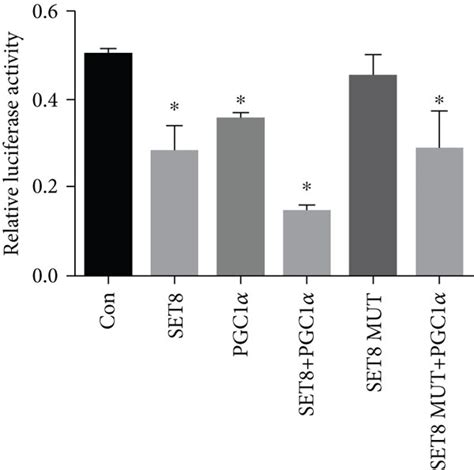 Set8 Interacts With Pgc1α To Regulate Keap1 In Hcc Cells In Vitro And