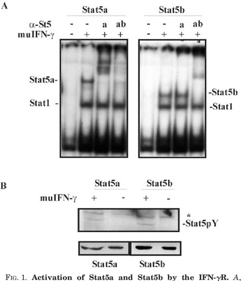 Figure 1 From The Stat1 Binding Motif Of The Interferon γ Receptor Is