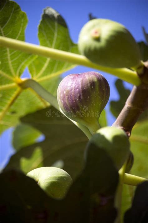 Fig Tree Bearing Fruits Stock Image Image Of Agriculture 60454711