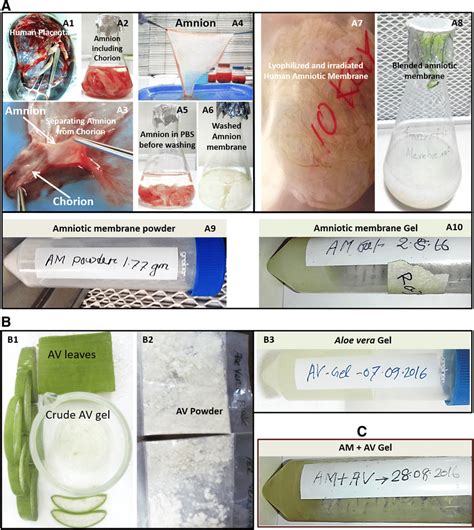 Processing Of Amnion Membrane And Aloe Vera And Physical Appearance Of