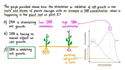 Question Video Describing The Effect Of High Concentrations Of Iaa On