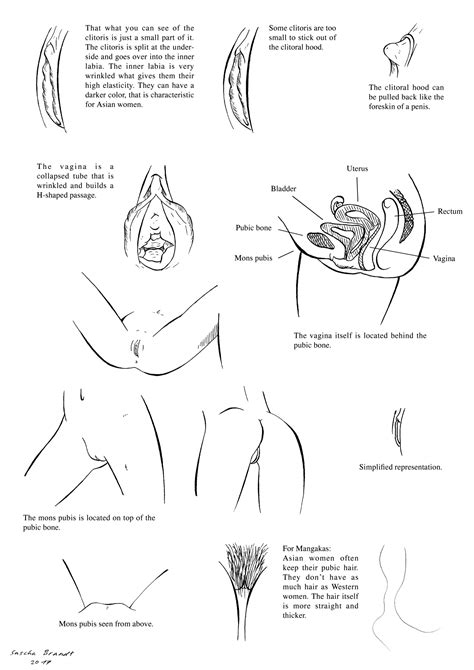Rule 34 Brandt Clitoris Drawing Educational Female Genital Line Art