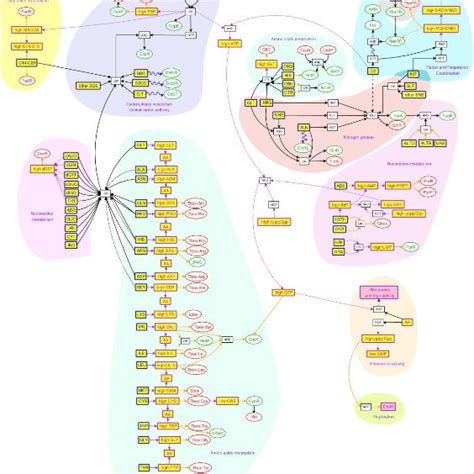 2 Visualization Of A Regulatory Network In Bacillus Subtilis [goelzer