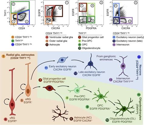 Purification And Characterization Of Human Neural Stem And Progenitor
