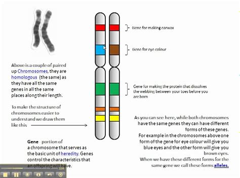 Chromosomes Genes And Alleles Youtube