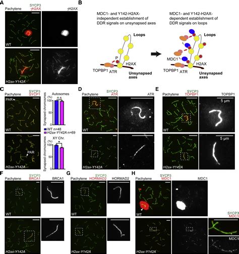 The Initiation Of Meiotic Sex Chromosome Inactivation Sequesters Dna