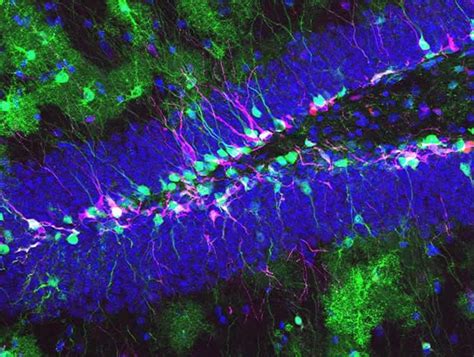 Neural Stem Cells Control Their Own Fate Neuroscience News