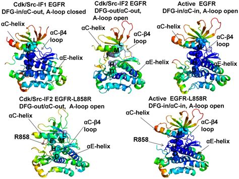 Conformational Mobility Analysis Of The Egfr Wt And Egfr L858r