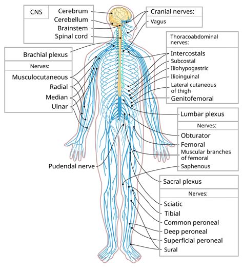 Peripheral Nervous System Wikipedia