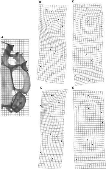 Deformation Grids Of The Multivariate Regressions Of The Full Set Of