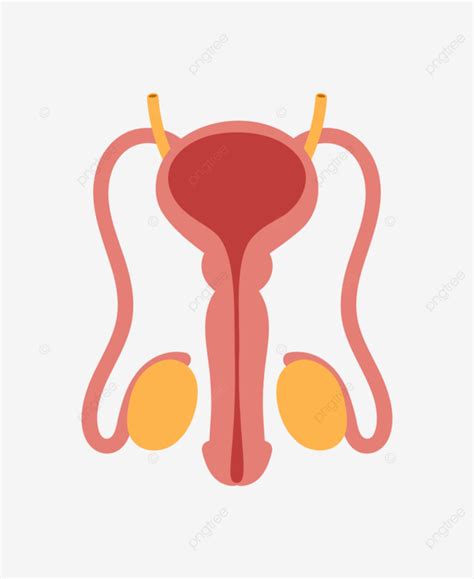 Male Reproductive System Vector Art Png Male Reproductive System